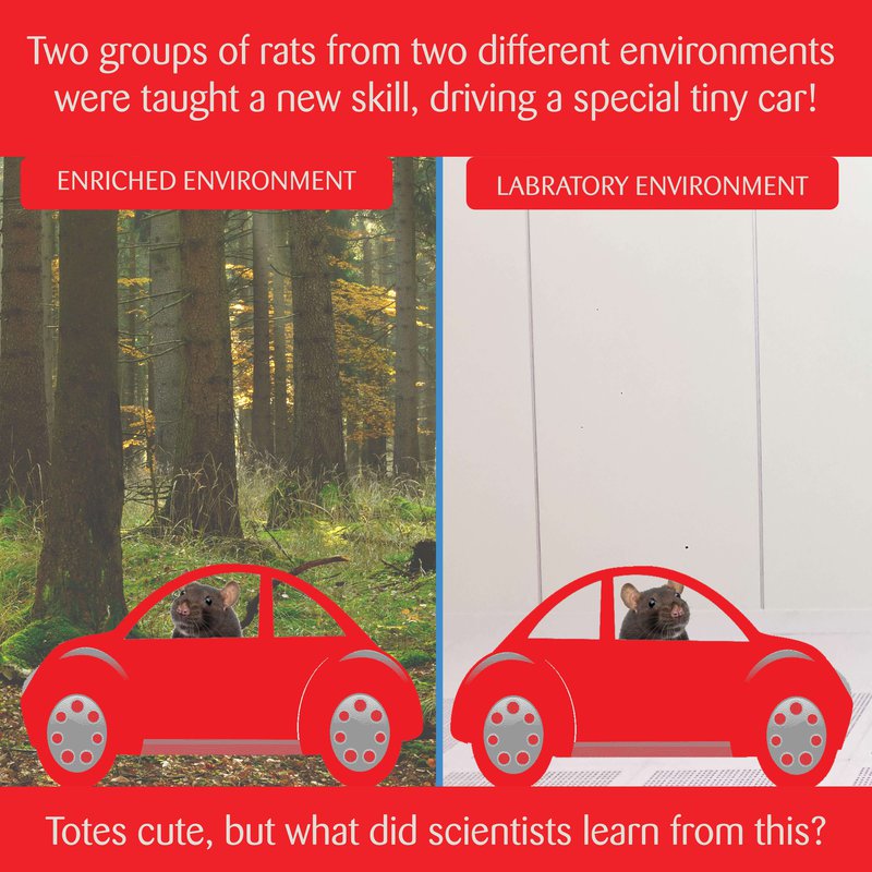 Why Were Rats Taught to Drive? | Blog | Science Museum of Virginia