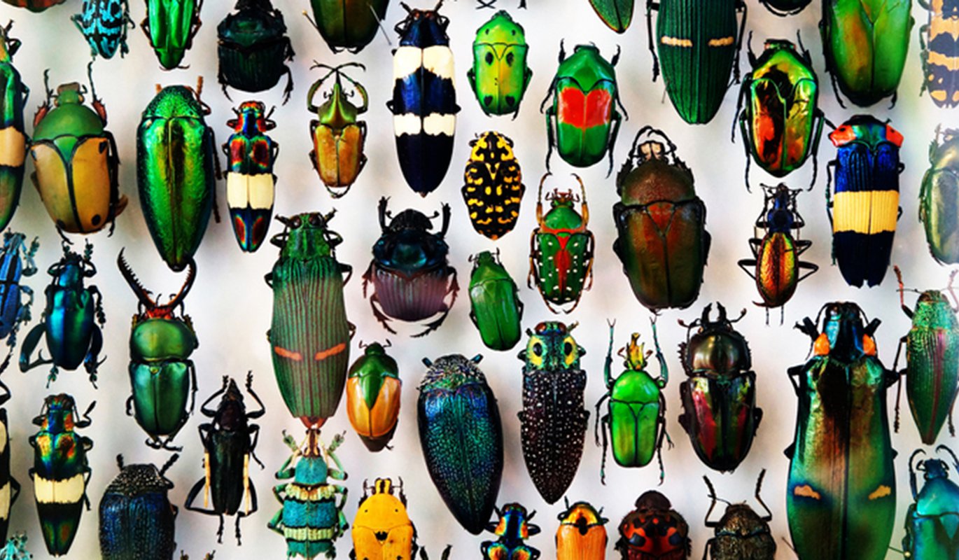 Are Our Lights Harming Insects? | Blog | Science Museum of Virginia