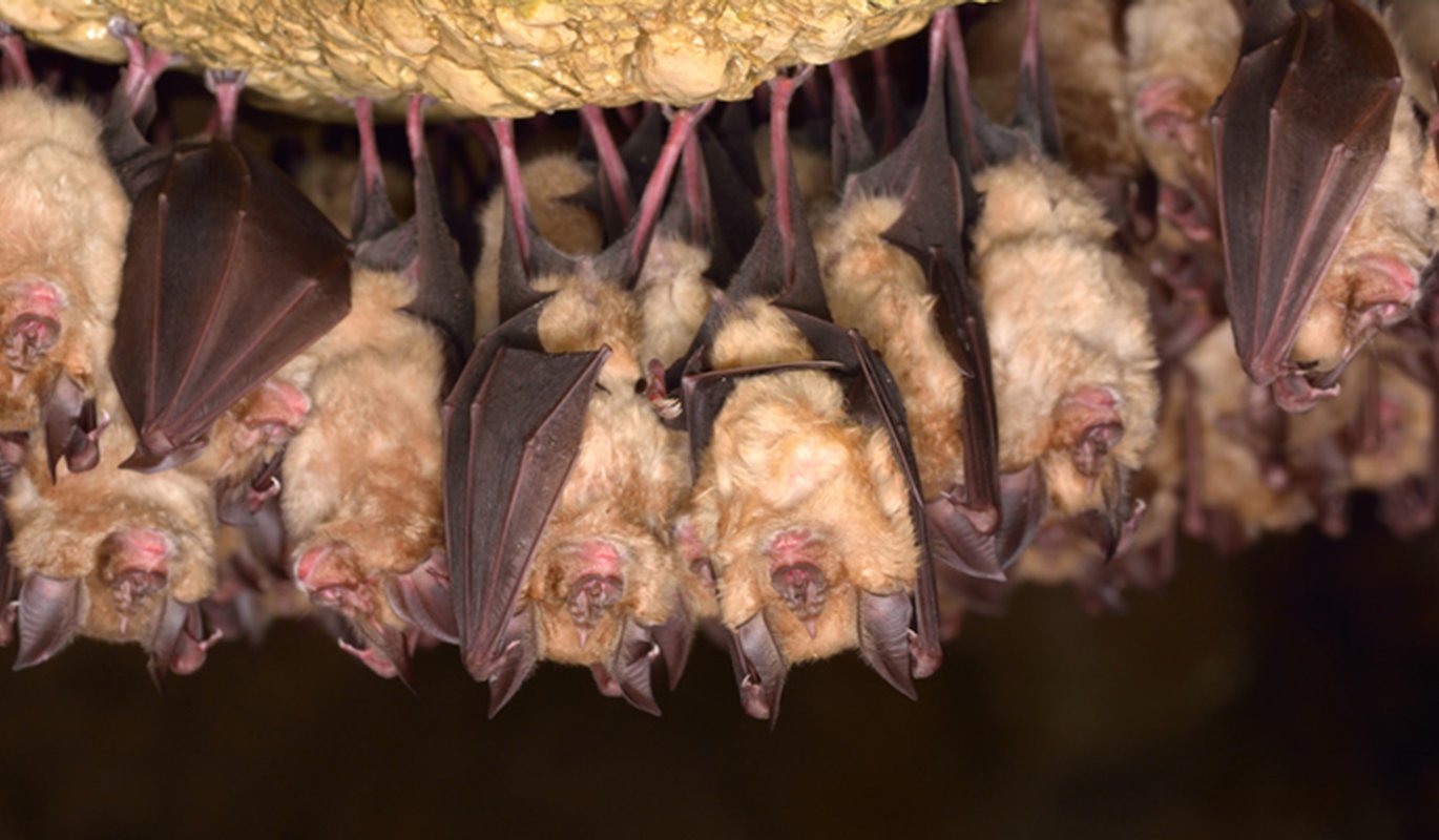 Why Do Bats Argue So Much? | Blog | Science Museum of Virginia