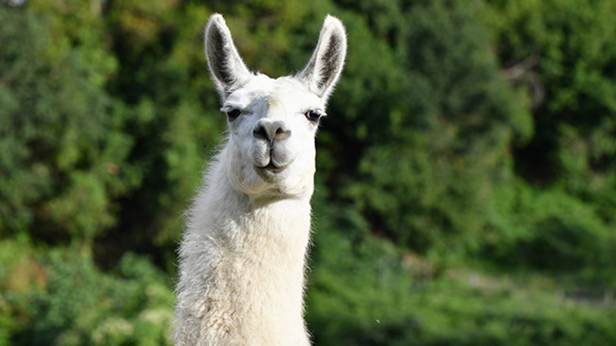 Can Llamas Help Combat the Coronavirus? | Blog | Science Museum of Virginia