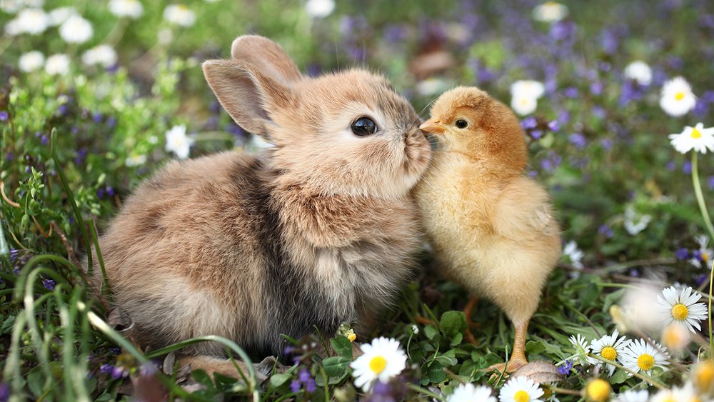 Science Museum of Virginia | Blog | The Science of Animal Cuteness