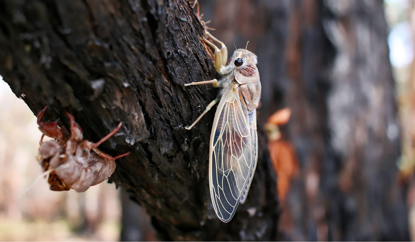 What’s the Buzz about Cicadas This Spring? | Blog | Science Museum of ...