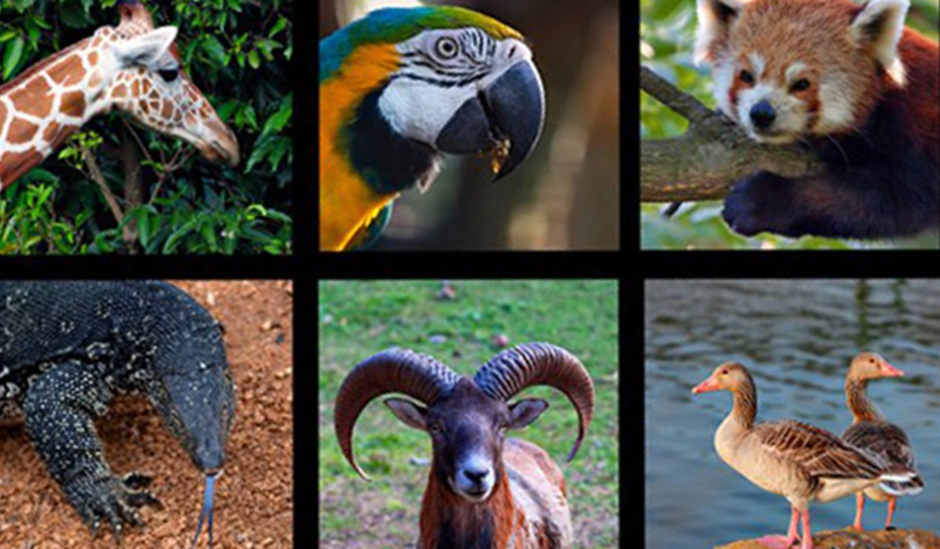 Can the Platypus Help Save Lives? | Blog | Science Museum of Virginia