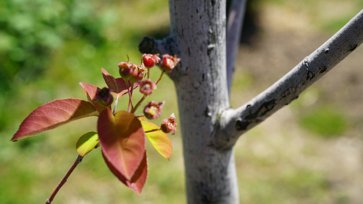 The In-TREE-guing Science of Bark | Blog | Science Museum of Virginia