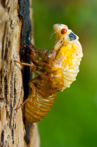 17 Cicada Facts to Celebrate 17 Years! | Blog | Science Museum of Virginia