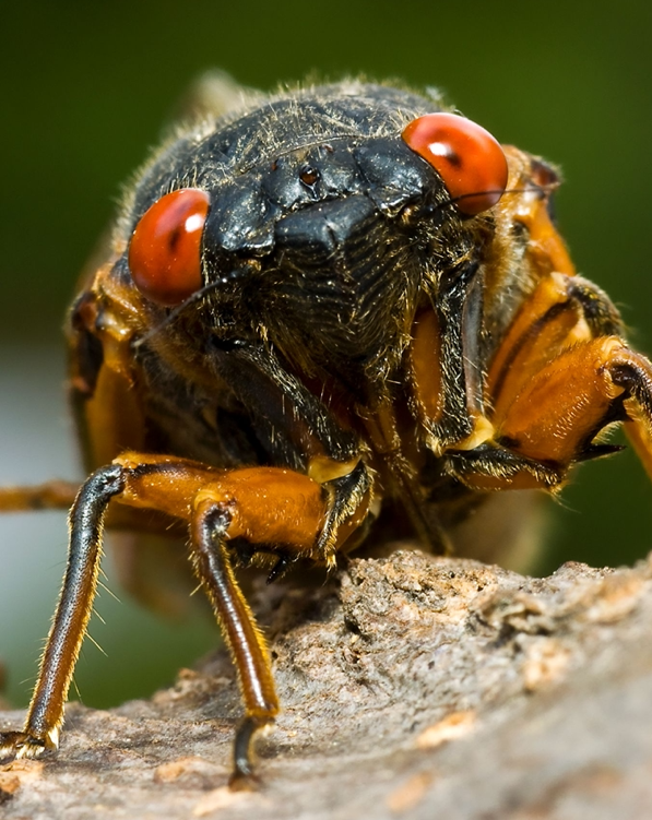 Food Tech: The Science of Eating Bugs | Blog | Science Museum of Virginia