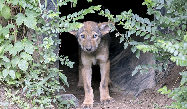 How Are Scientists Helping the American Red Wolf Population? | Blog ...