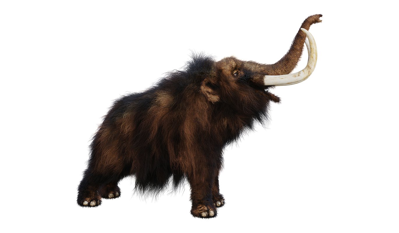 Question Your World: How Do Scientists Know Where One Specific Mammoth ...