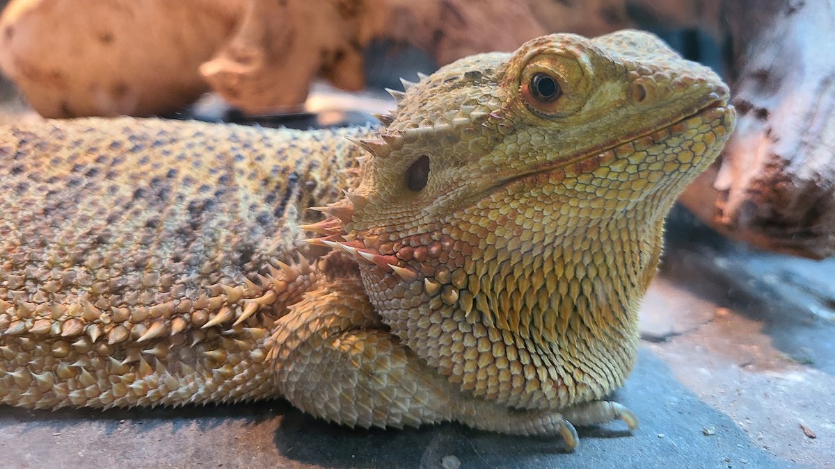 How Are Our Reptiles Doing? | Blog | Science Museum of Virginia