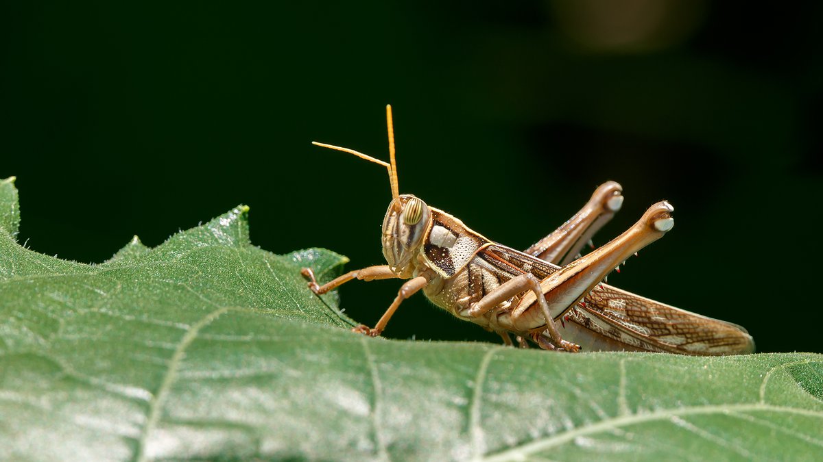 How Does Smell Really Work? | Blog | Science Museum of Virginia
