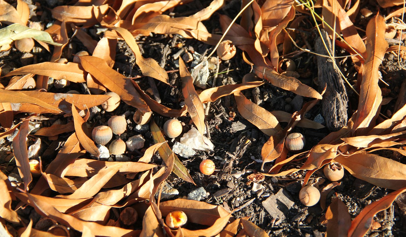 The Science of Eating Acorns | Blog | Science Museum of Virginia