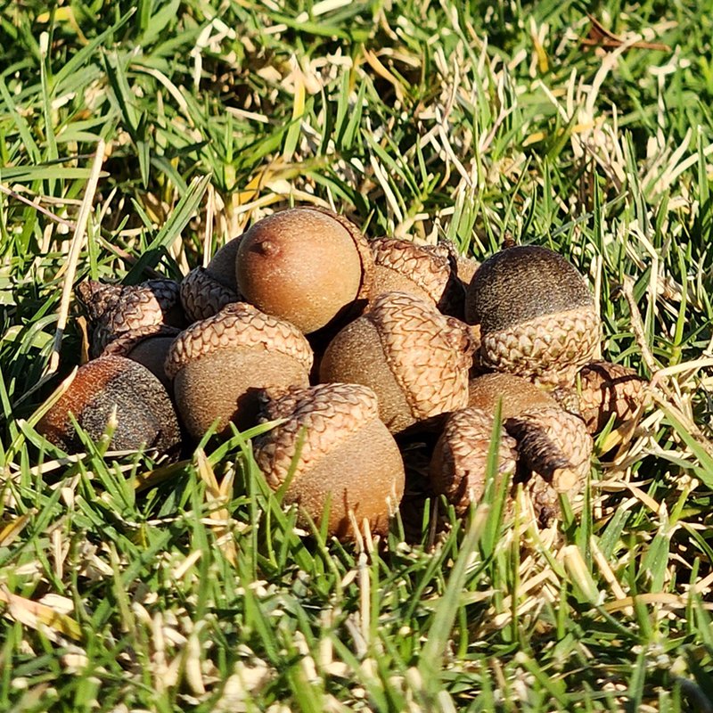 The Science of Eating Acorns | Blog | Science Museum of Virginia