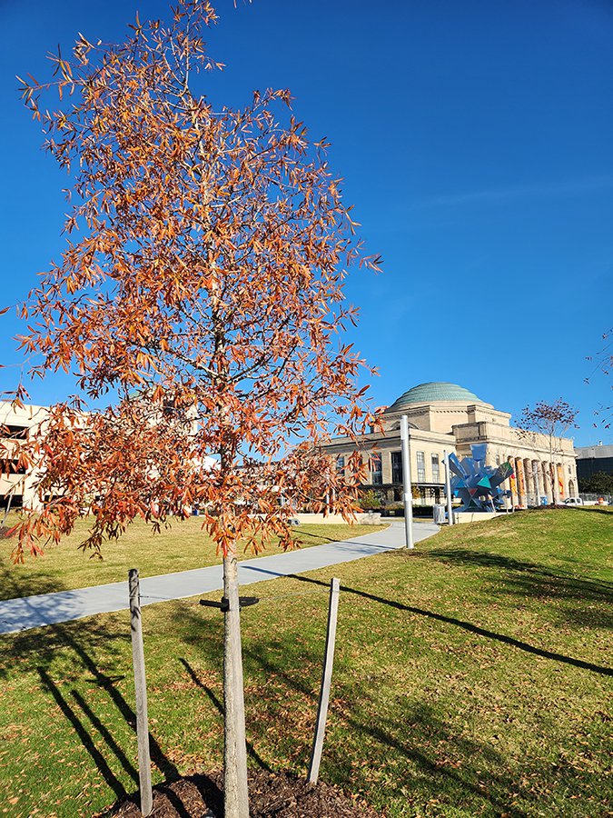 The Science of Eating Acorns | Blog | Science Museum of Virginia