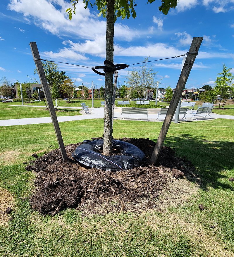 Oh, Baby Baby: Our Trees Are Wearing Diapers! | Blog | Science Museum ...