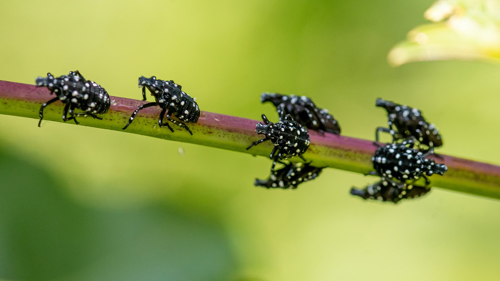 WANTED: Spotted Lanternfly | Blog | Science Museum of Virginia