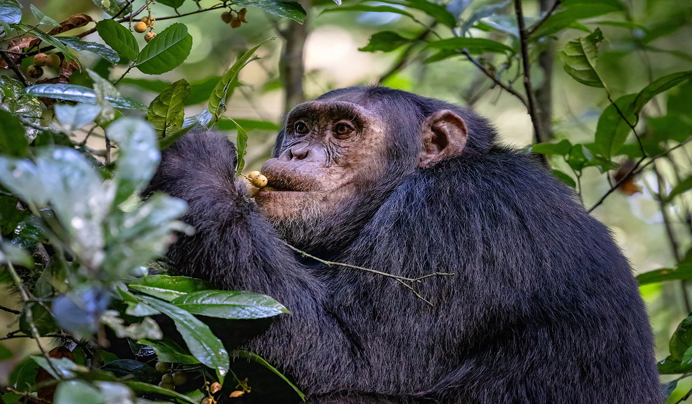 Do Animals Self-Medicate? | Blog | Science Museum of Virginia