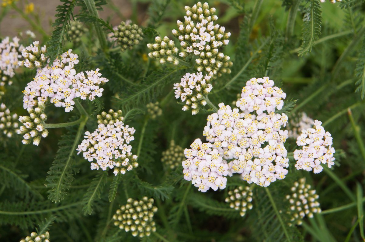 And the Winner is ... Yarrow! | Blog | Science Museum of Virginia
