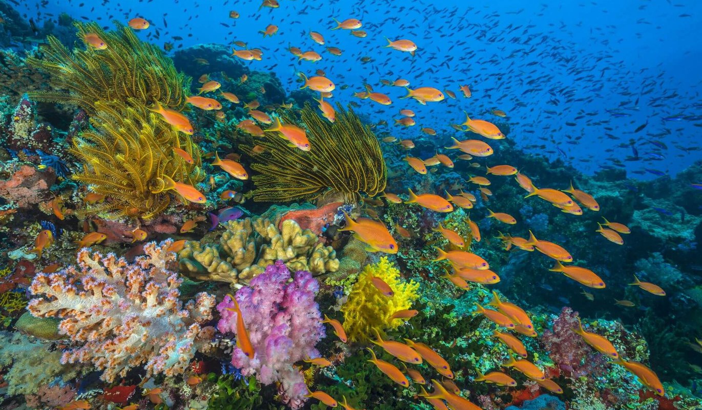 Oceans: Our Blue Planet | Science Museum of Virginia