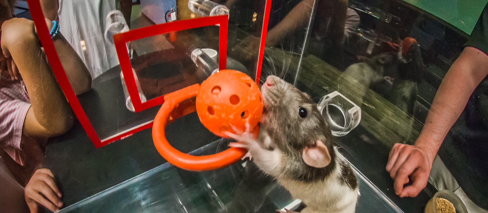 Rat Basketball | Live Demo | Science Museum of Virginia