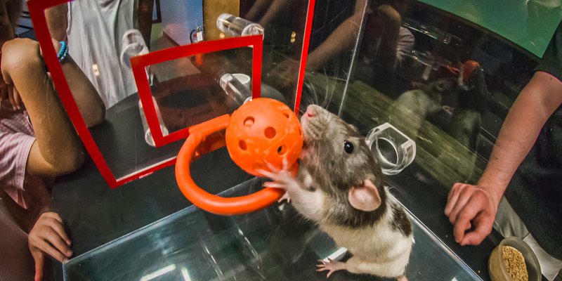 Rat Basketball | Live Demo | Science Museum of Virginia