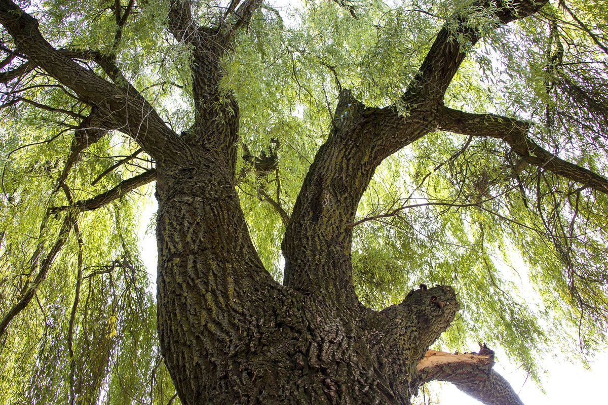The In-TREE-guing Science of Bark | Blog | Science Museum of Virginia