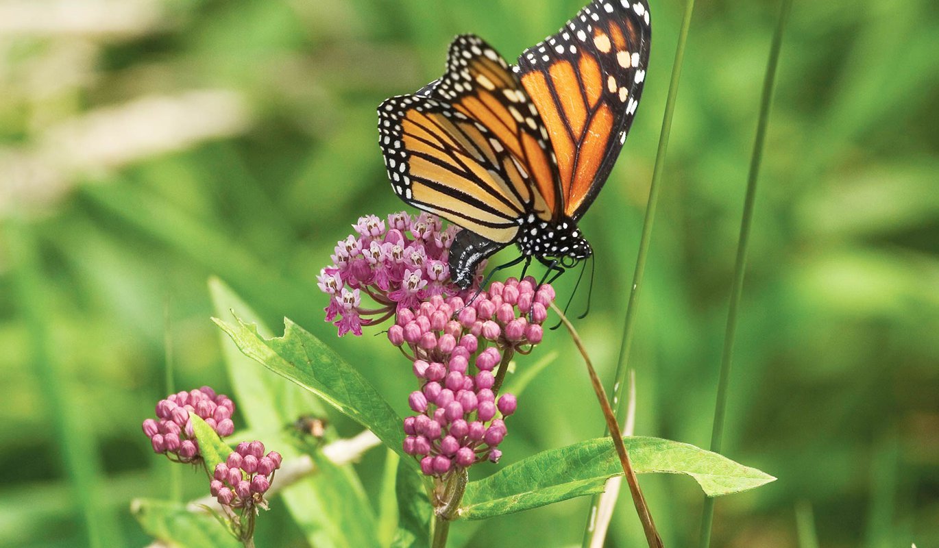 Plants and their Pollinators | Live Workshop | Science Museum of Virginia