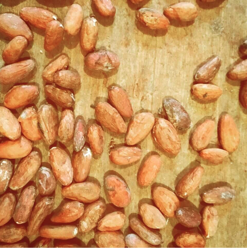 How Does Climate Change Impact Chocolate? | Blog | Science Museum of ...