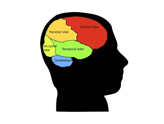 How Does Running Impact The Brain? | Blog | Science Museum of Virginia