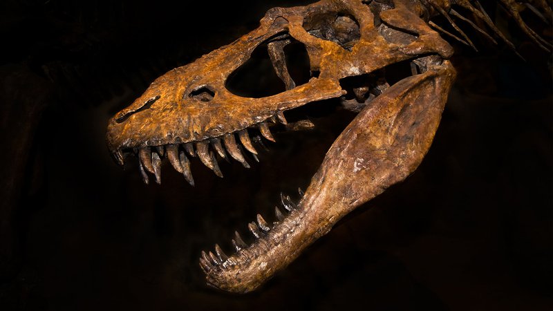 What is a Dinosaur? | Blog | Science Museum of Virginia